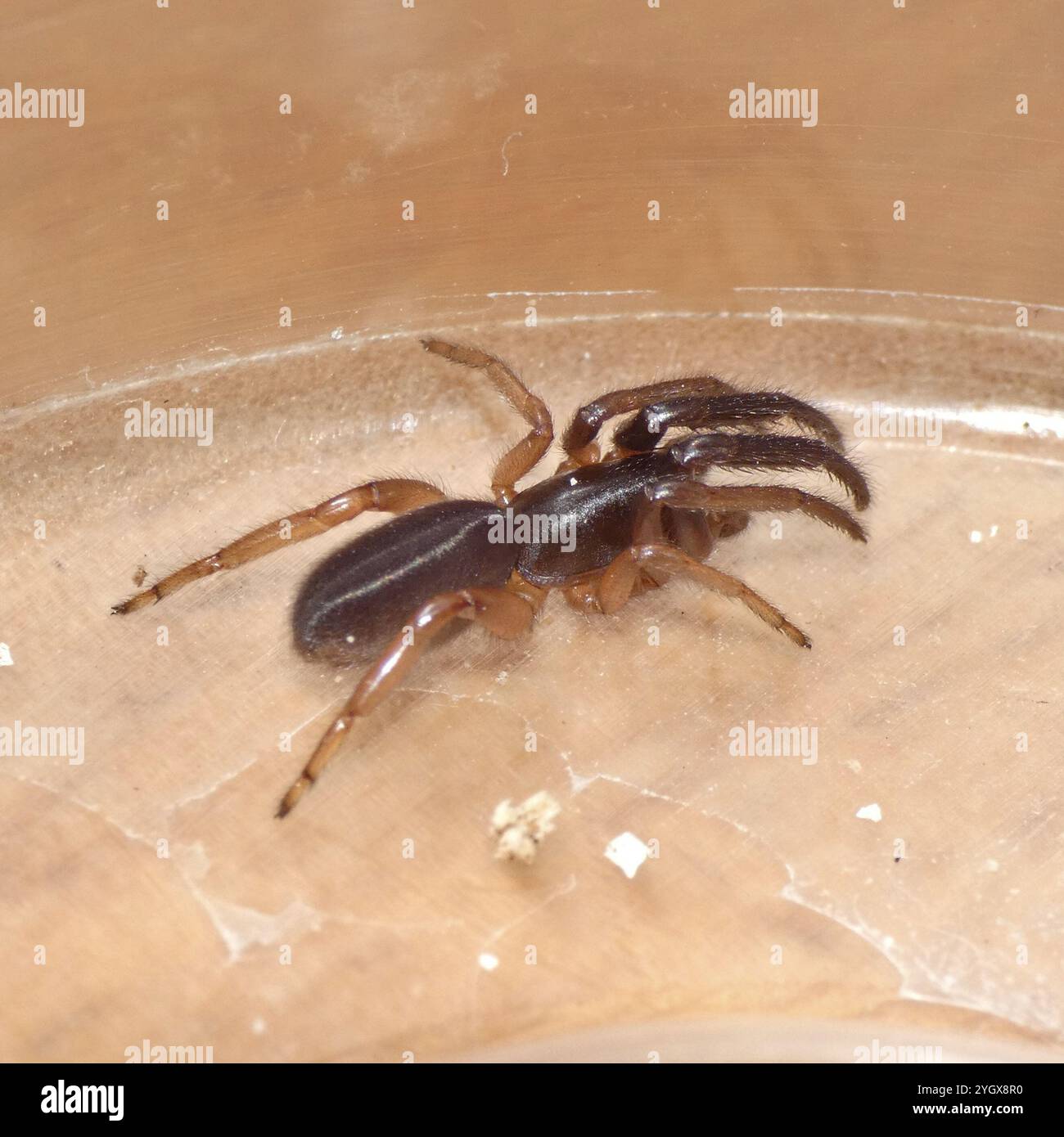Tube web spiders hi-res stock photography and images - Alamy