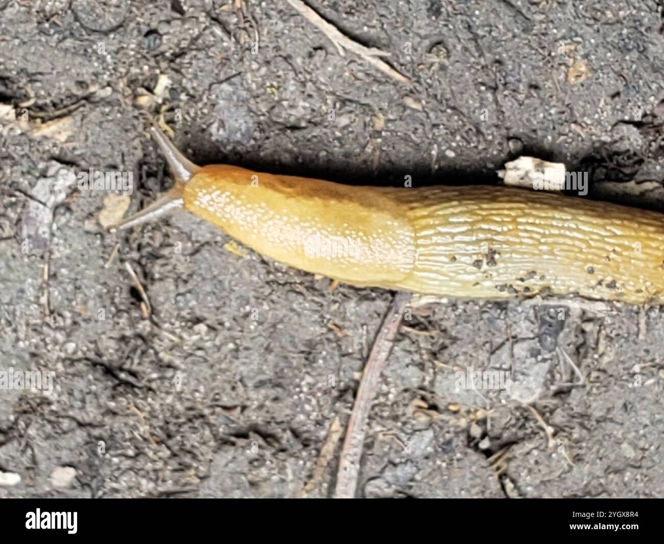 Arion Slugs (Arion Stock Photo - Alamy