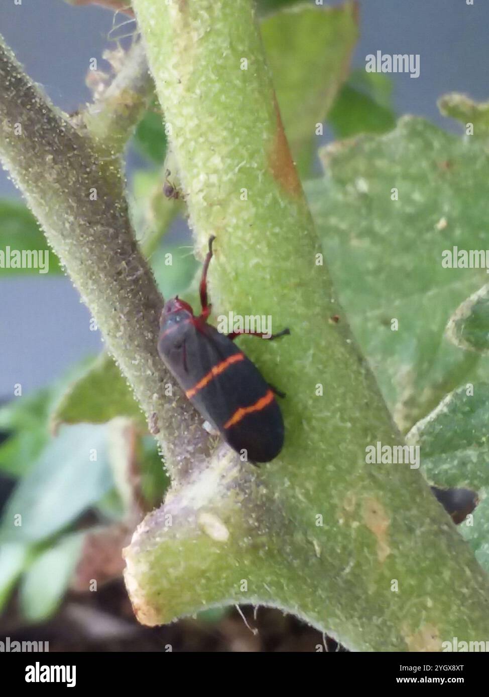 Two lined spittlebug prosapia bicincta hi-res stock photography and ...