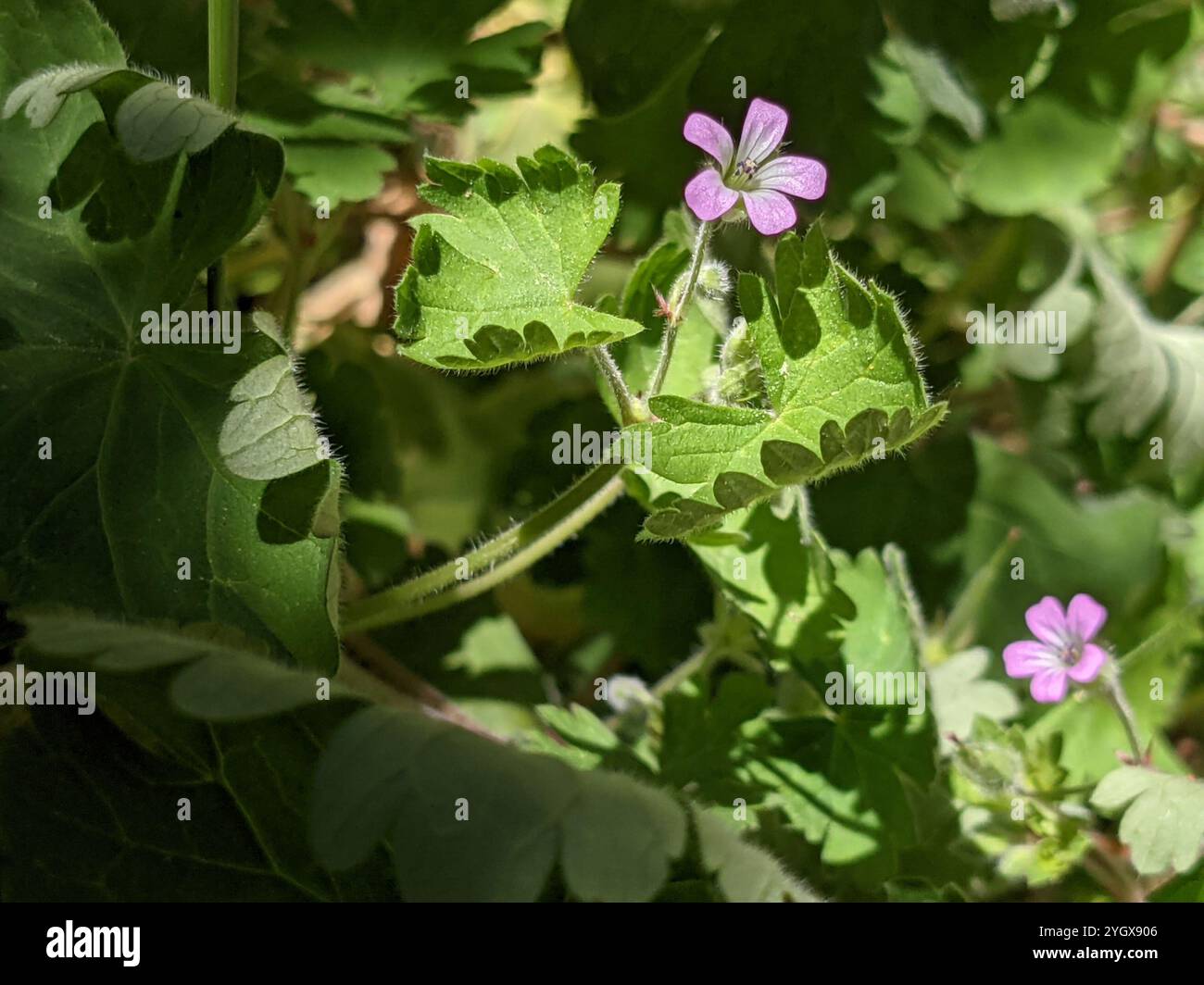Round-leaved Crane's-bill (Geranium rotundifolium Stock Photo - Alamy