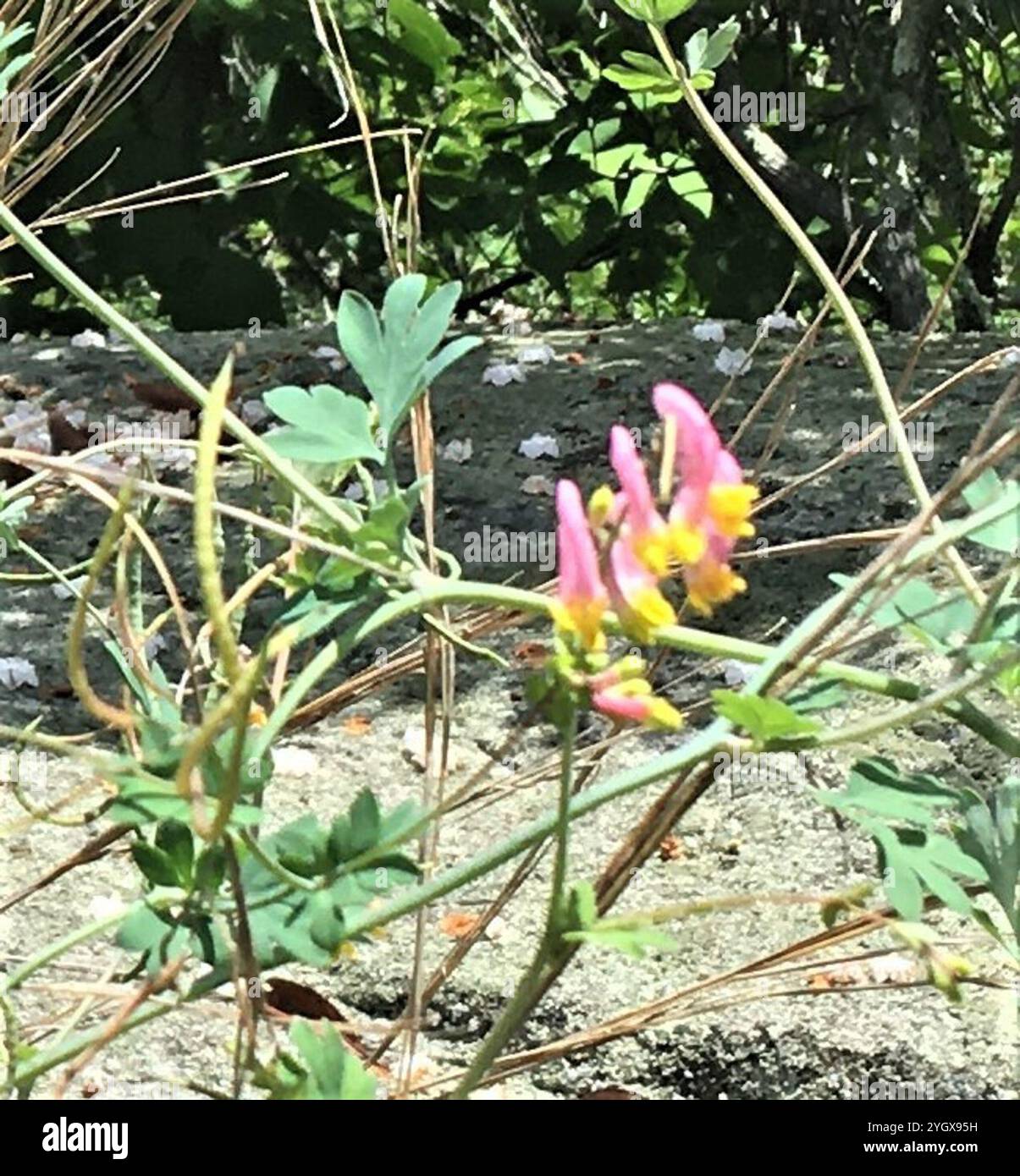 rock harlequin (Capnoides sempervirens Stock Photo - Alamy