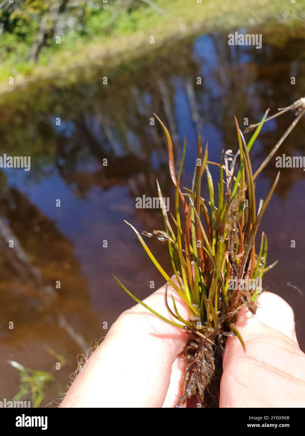 grasses, sedges, cattails, and allies (Poales Stock Photo - Alamy