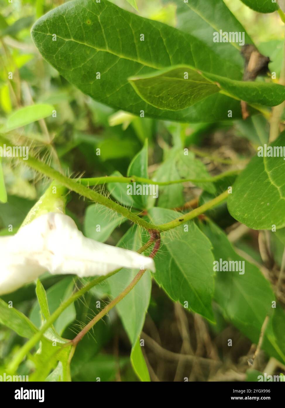 Alamo vine (Distimake dissectus Stock Photo - Alamy
