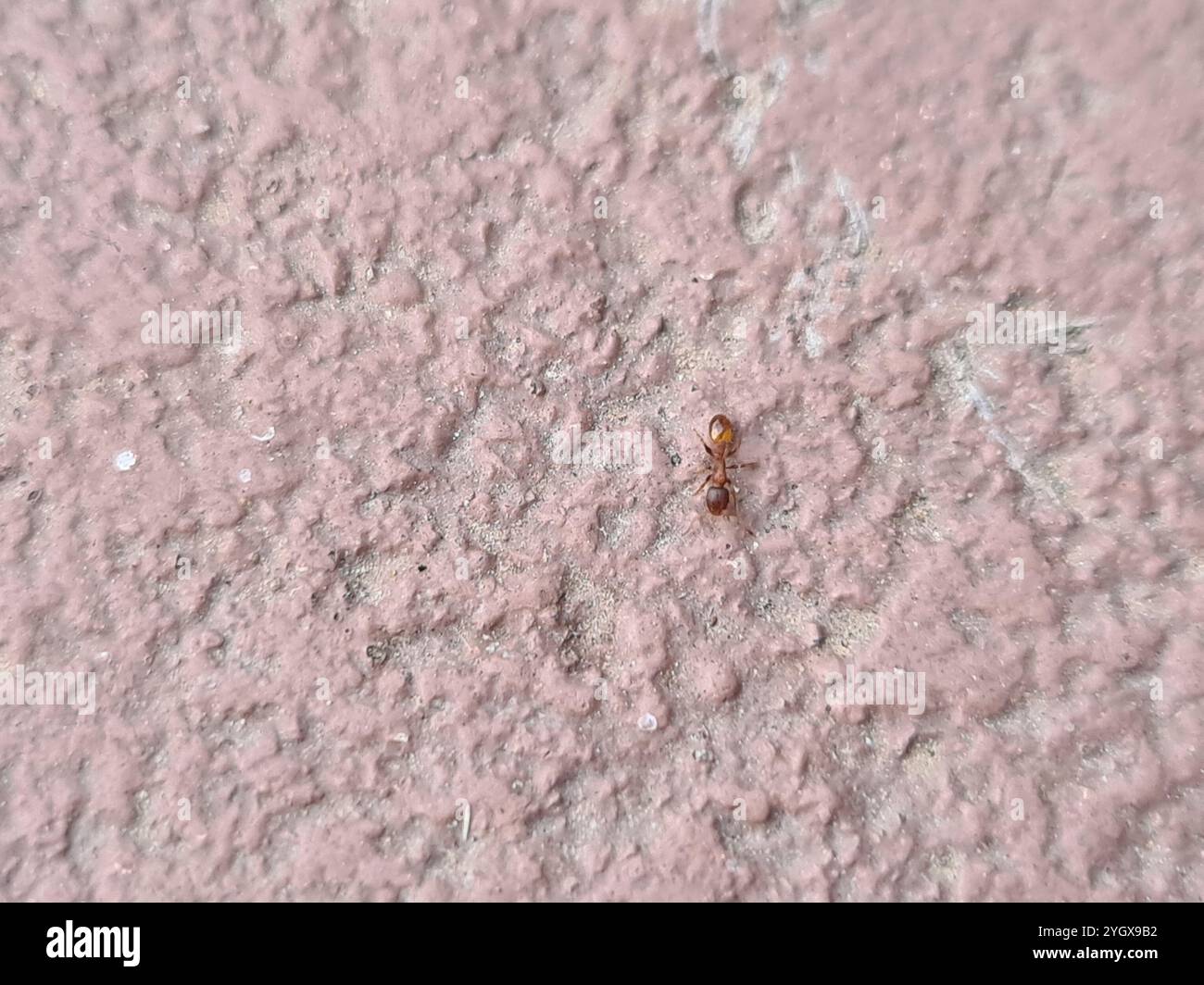 Acorn Ants and Allies (Temnothorax Stock Photo - Alamy