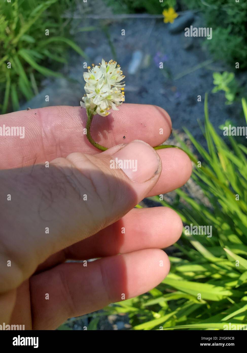 western false asphodel (Triantha occidentalis Stock Photo - Alamy