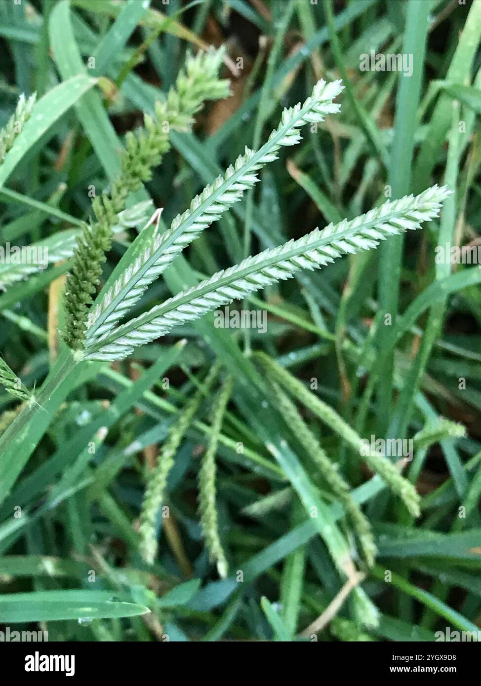 Eleusine indica hi-res stock photography and images - Alamy