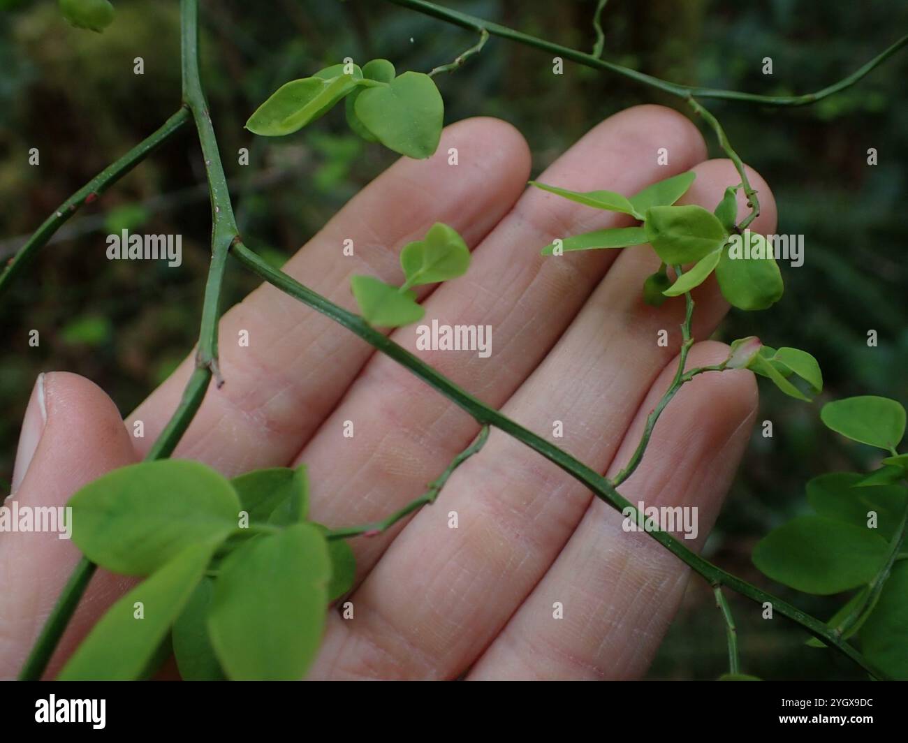 Vaccinium parvifolium hi-res stock photography and images - Alamy