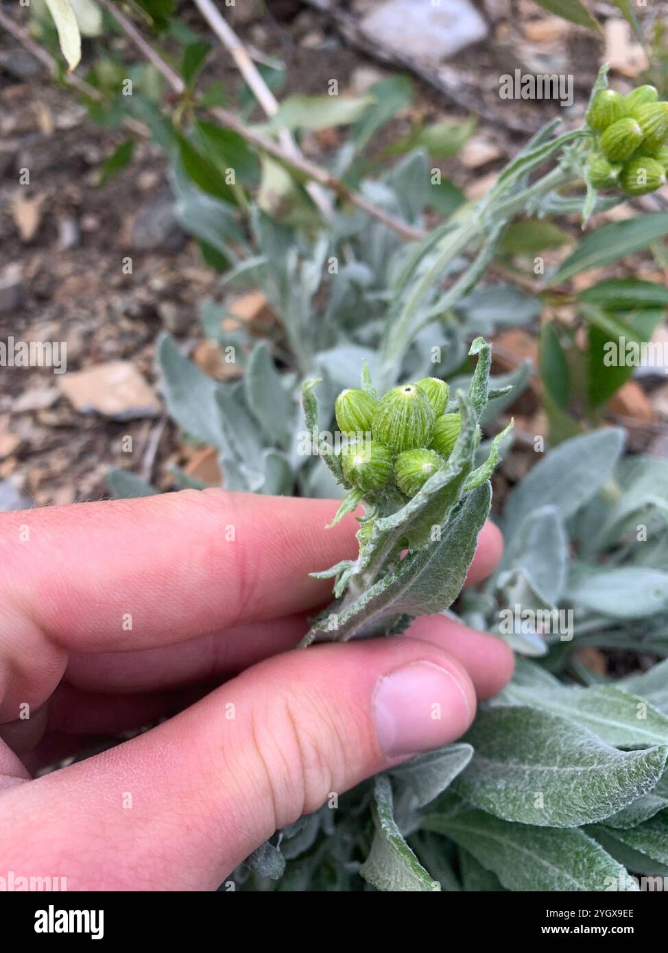 woolly groundsel (Packera cana Stock Photo - Alamy