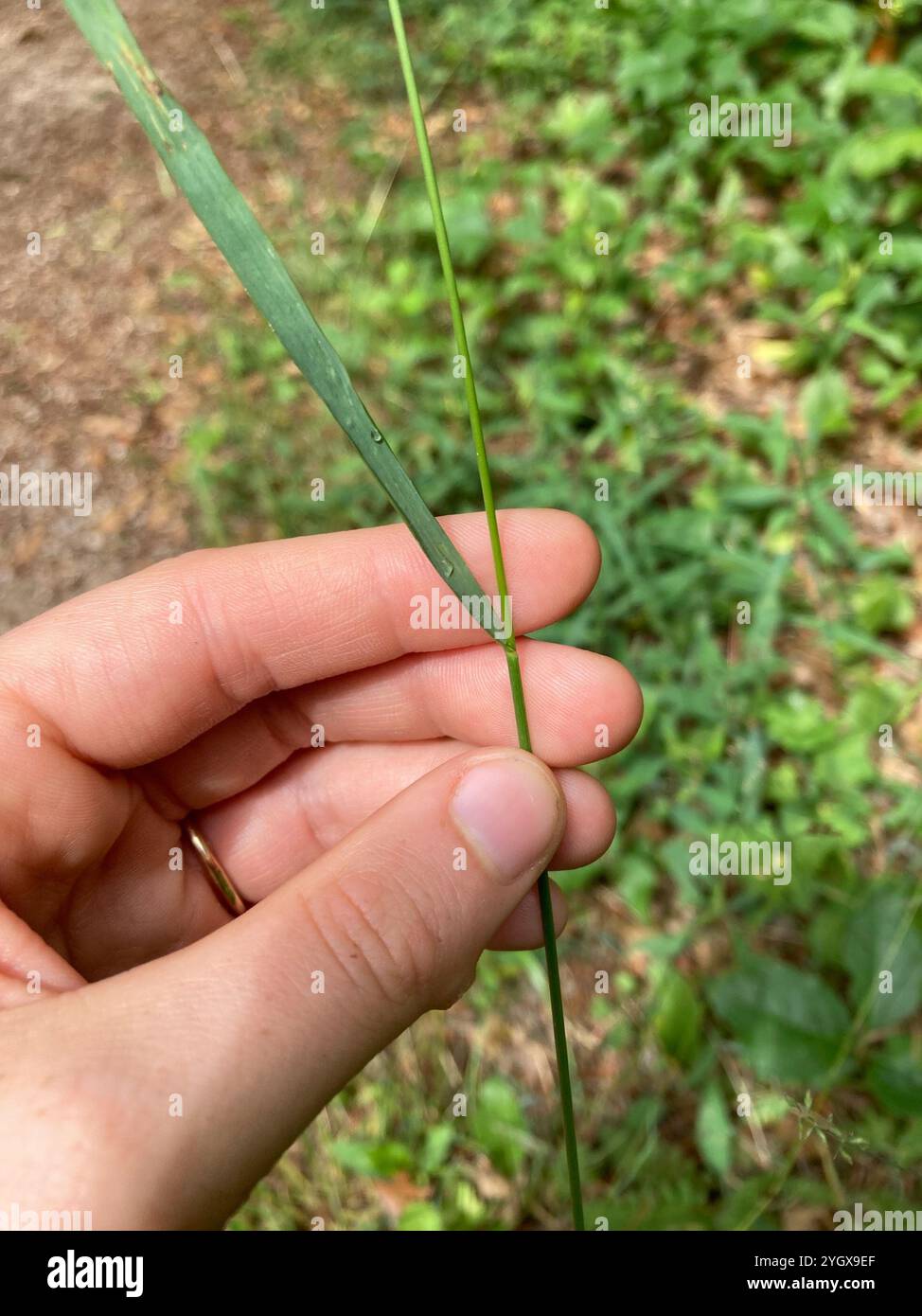 Fringed Brome (Bromus ciliatus Stock Photo - Alamy