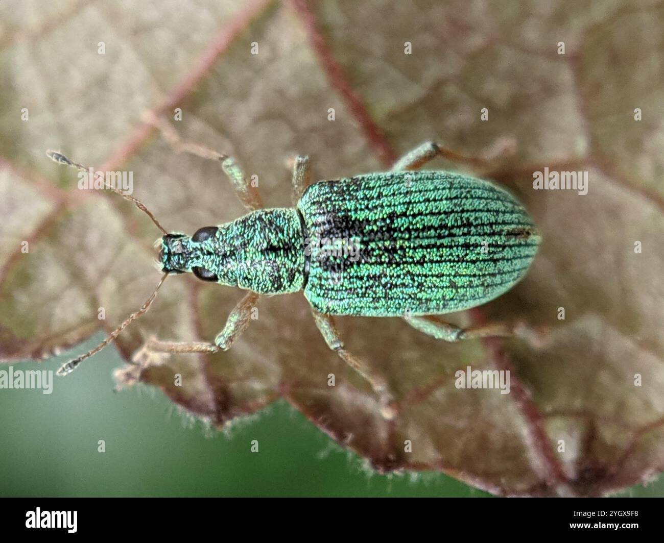 Green Immigrant Leaf Weevil (Polydrusus formosus Stock Photo - Alamy