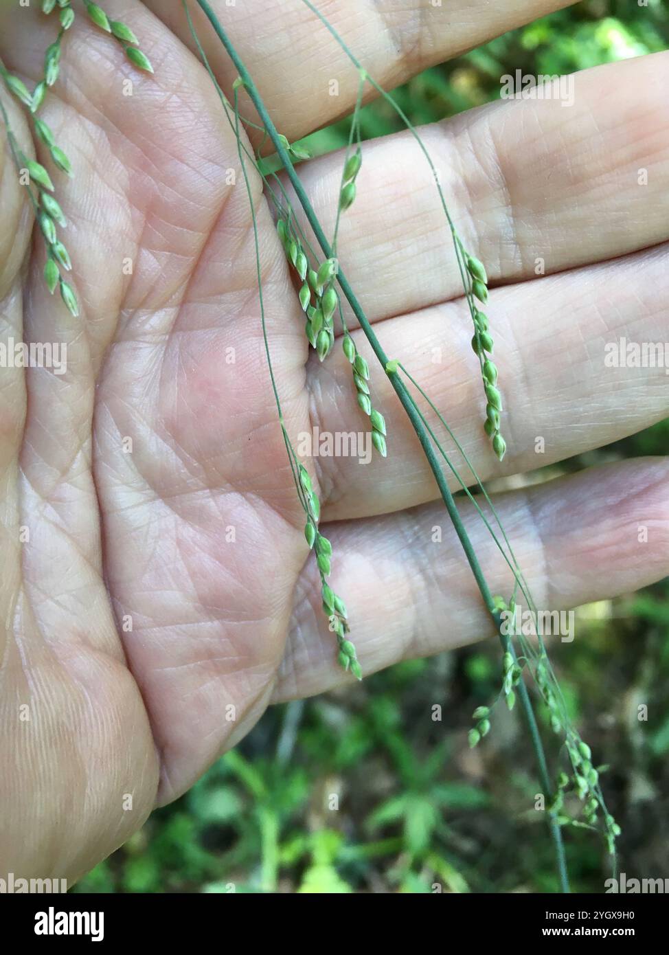 Wood Millet (Milium effusum Stock Photo - Alamy