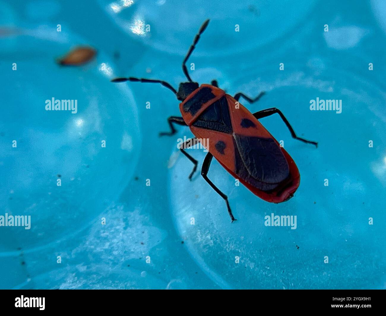 Mediterranean red bug (Scantius aegyptius Stock Photo - Alamy