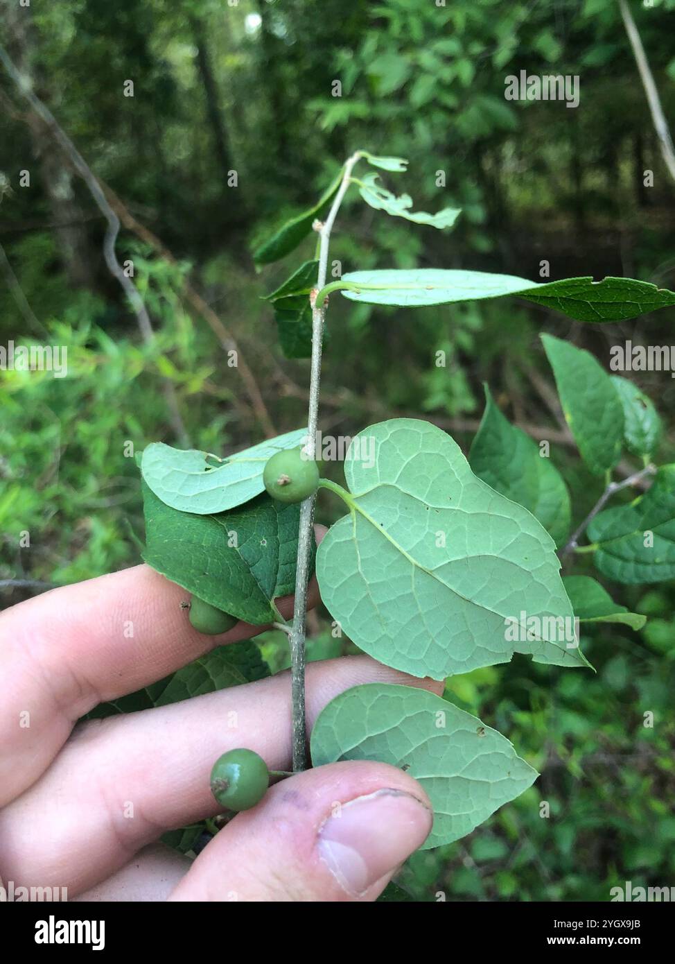 Dwarf Hackberry (Celtis tenuifolia Stock Photo - Alamy