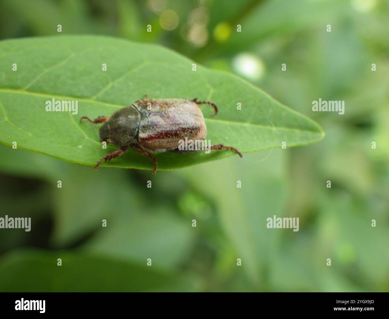 Welsh Chafer (Hoplia philanthus Stock Photo - Alamy