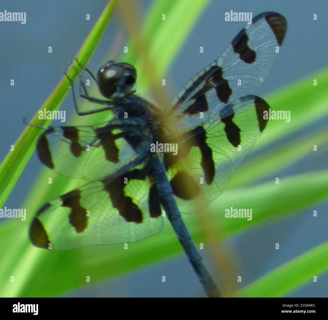 Banded Pennant (Celithemis fasciata Stock Photo - Alamy