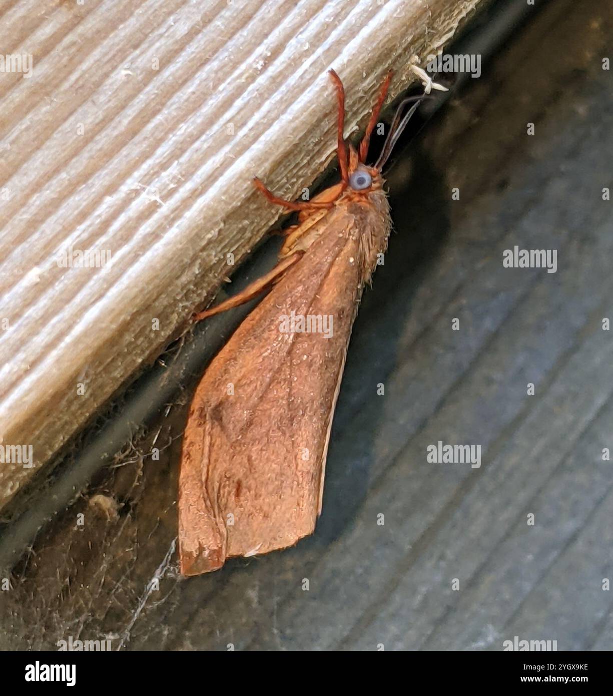 Rusty Virbia Moth (Virbia ferruginosa Stock Photo - Alamy