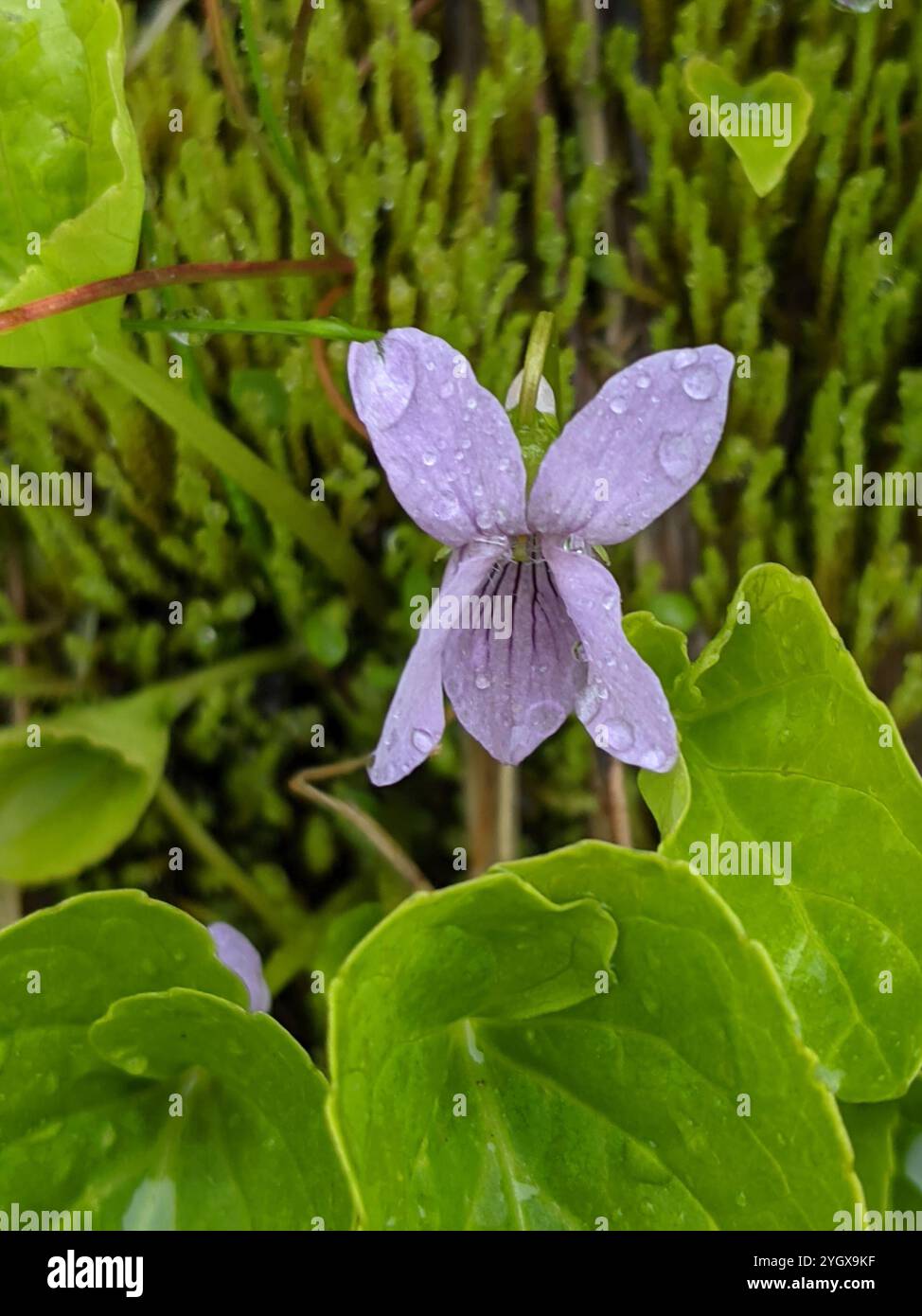 alpine marsh violet (Viola palustris Stock Photo - Alamy