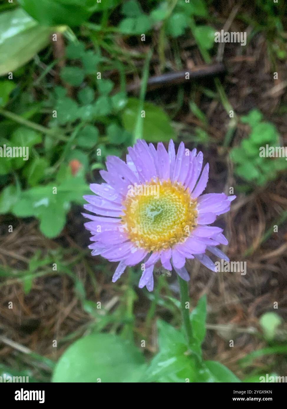 Subalpine Fleabane (Erigeron glacialis Stock Photo - Alamy
