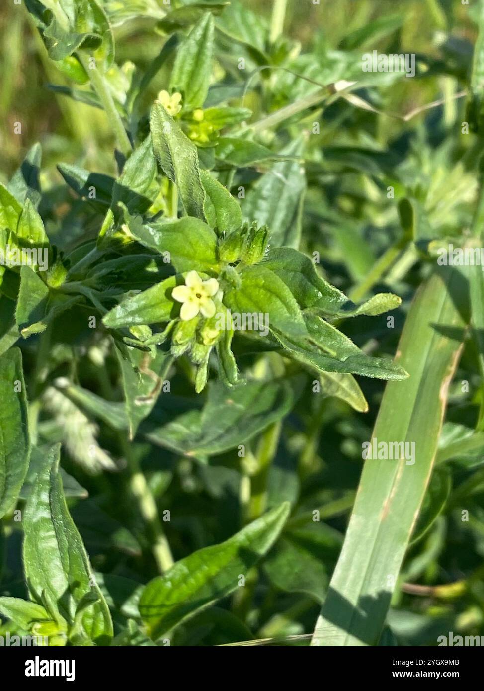 Common Gromwell (Lithospermum officinale Stock Photo - Alamy