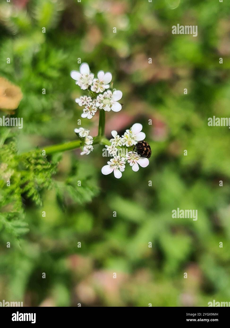 Chervils, Carrots, Hedgeparsleys and Allies (Scandiceae Stock Photo - Alamy