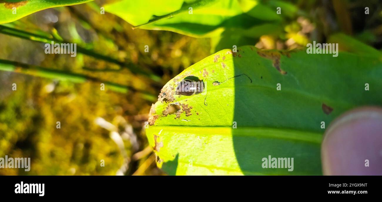 Oxyloma hi-res stock photography and images - Alamy