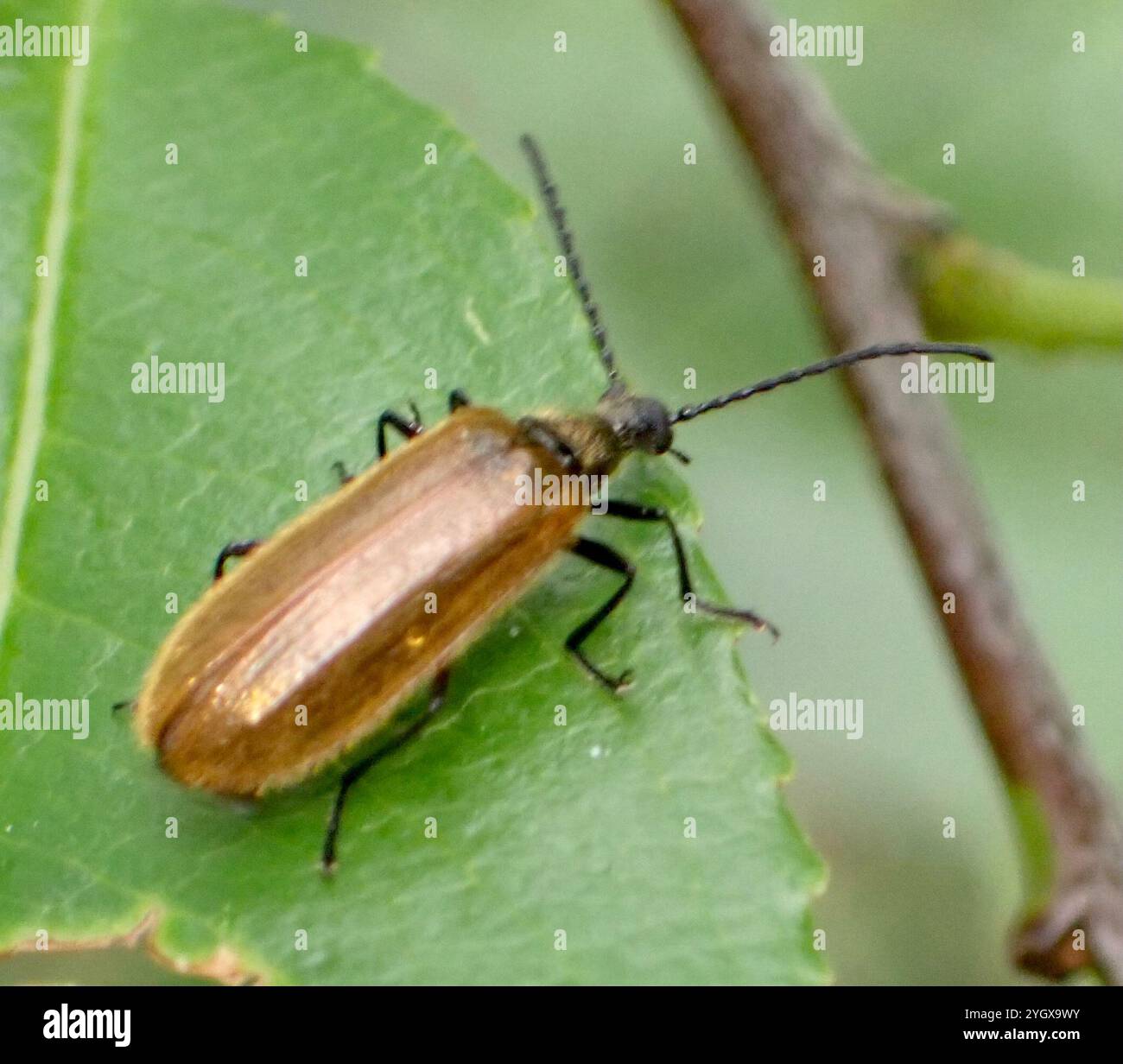 Rough haired lagria beetle hi-res stock photography and images - Alamy