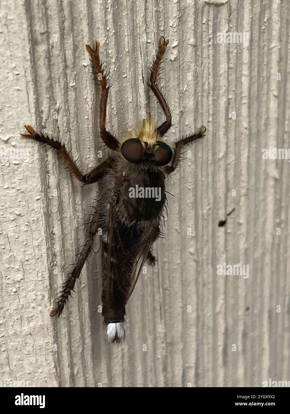 False Bee-Killer (Promachus bastardii Stock Photo - Alamy