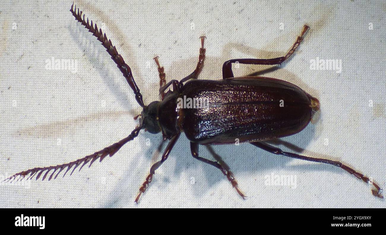 Prionus imbricornis hi-res stock photography and images - Alamy
