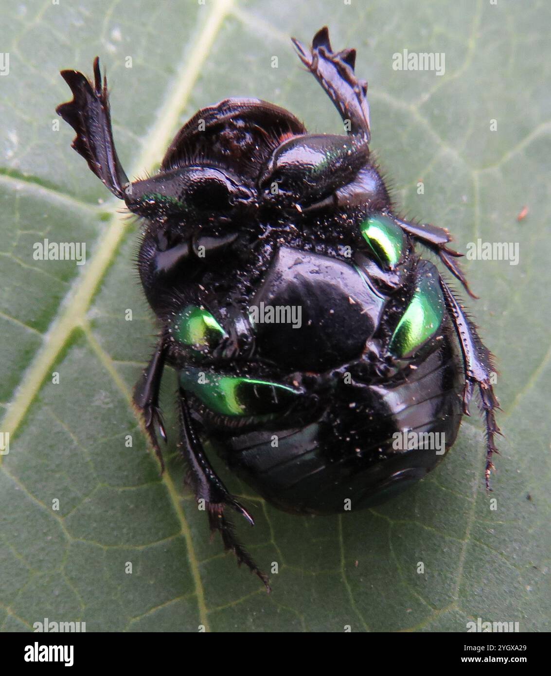 Rainbow Scarab (Phanaeus vindex Stock Photo - Alamy