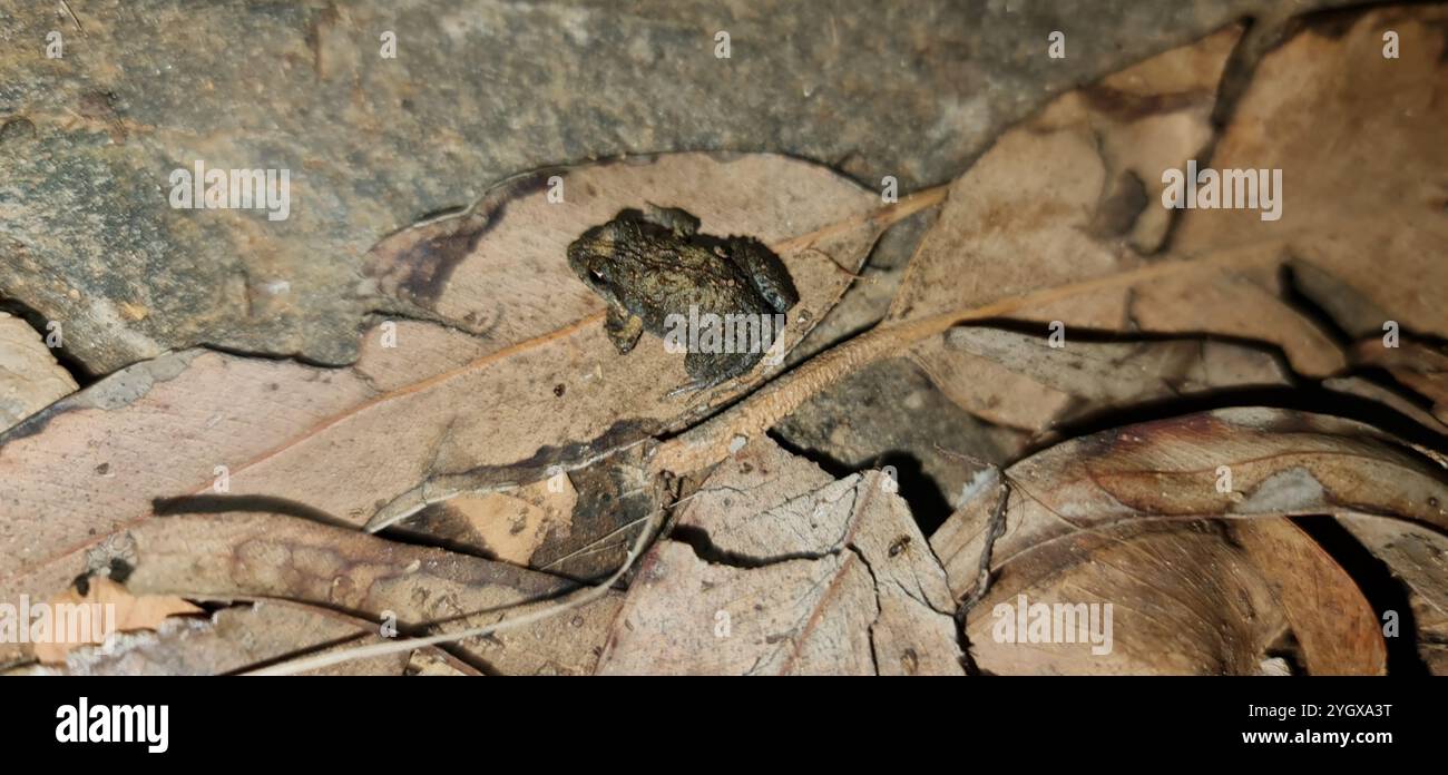 Common Eastern Froglet (Crinia signifera Stock Photo - Alamy