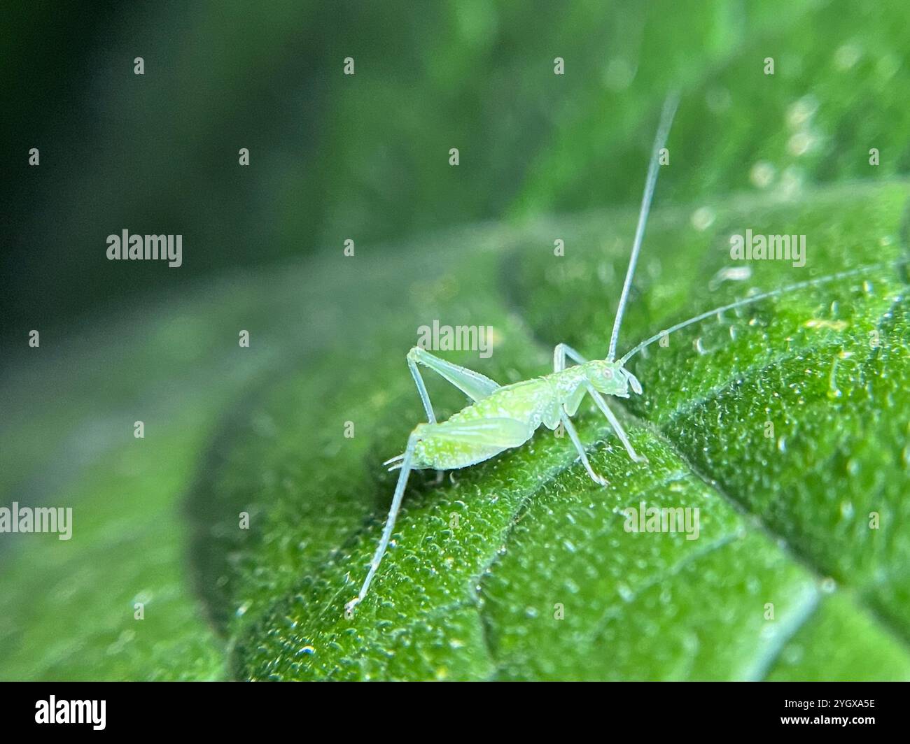 Common Tree Crickets (Oecanthus Stock Photo - Alamy