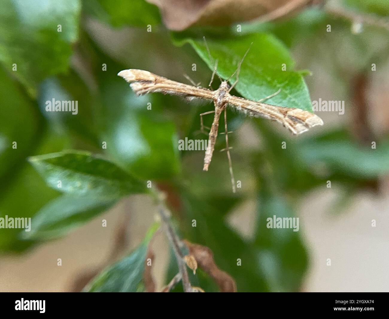 Plume Moths (Pterophoridae Stock Photo - Alamy
