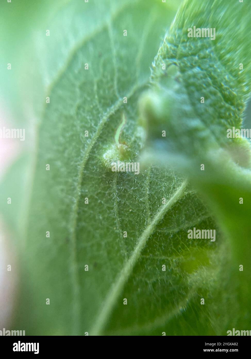 Gall and Rust Mites (Eriophyidae Stock Photo - Alamy