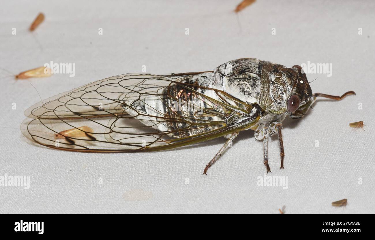 Northern Dusk-singing Cicada (Megatibicen grossa Stock Photo - Alamy