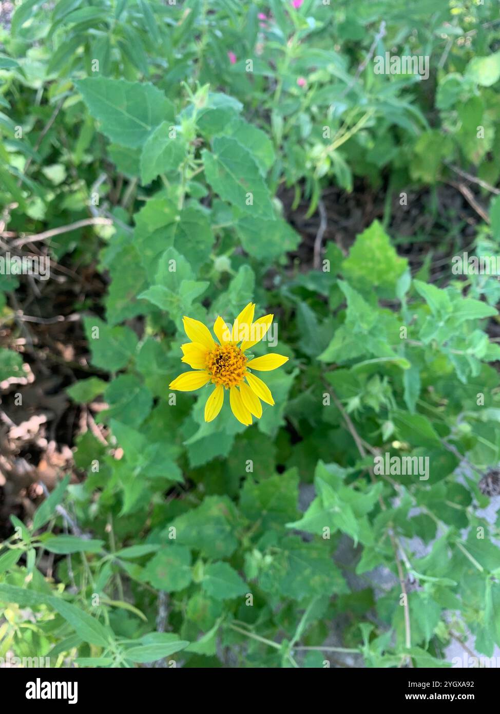 Awnless Bushsunflower (Simsia calva Stock Photo - Alamy