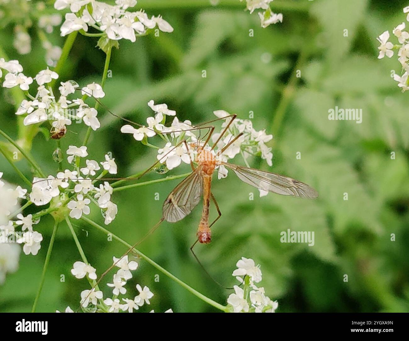 European Crane Fly (Tipula paludosa Stock Photo - Alamy