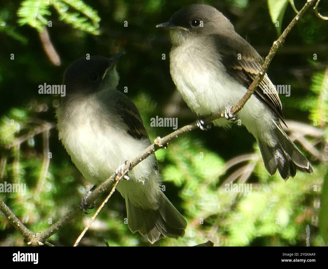 Eastern Phoebe (Sayornis phoebe Stock Photo - Alamy
