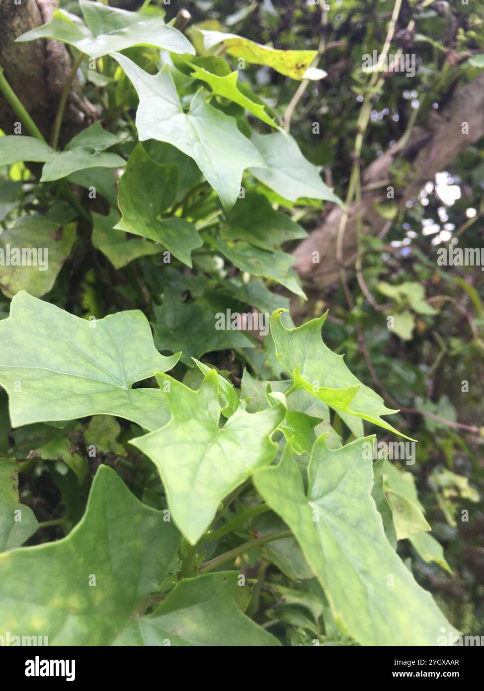 Cape-ivy (Delairea odorata Stock Photo - Alamy