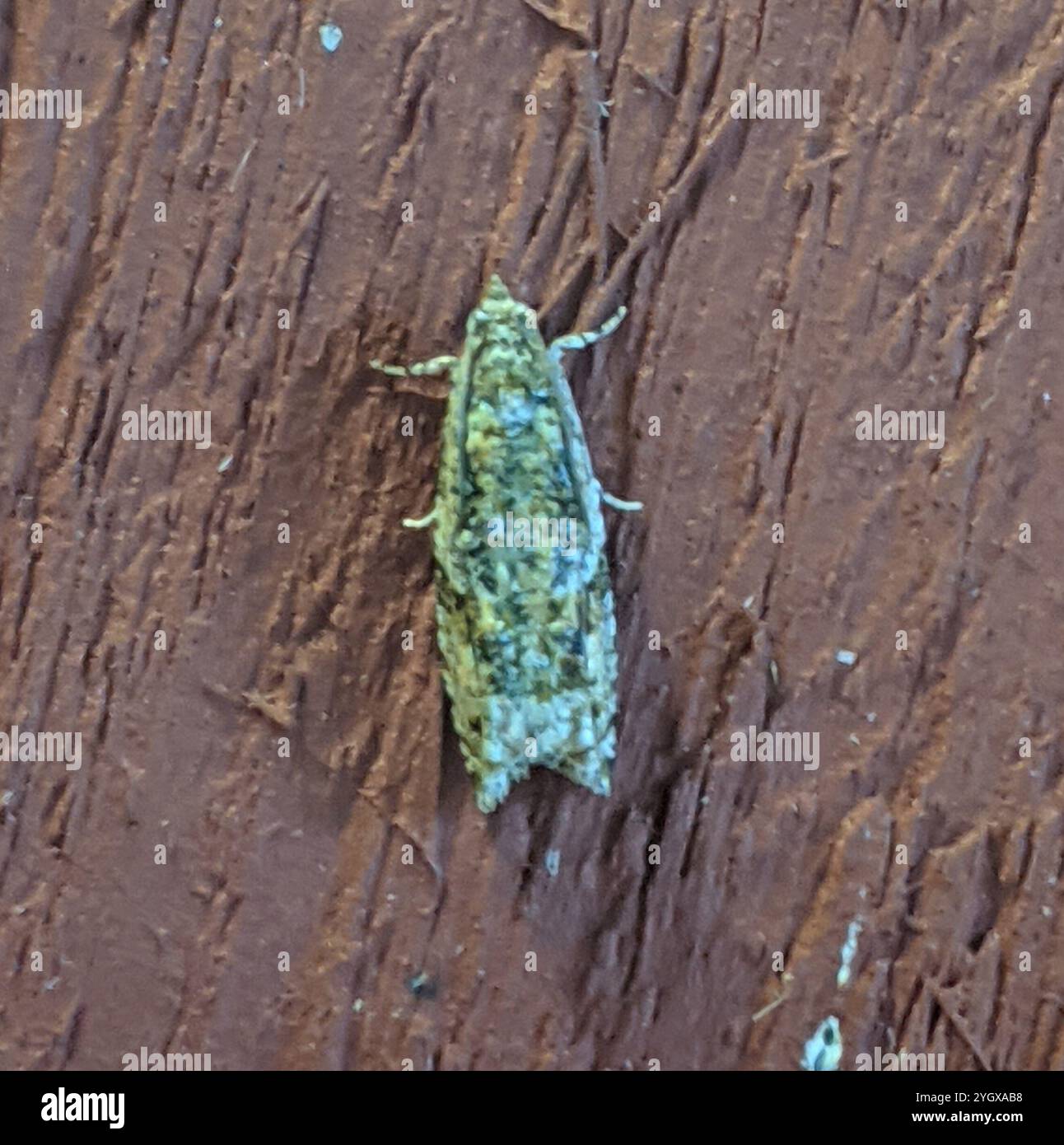 Maple Twig Borer Moth (Proteoteras aesculana Stock Photo - Alamy