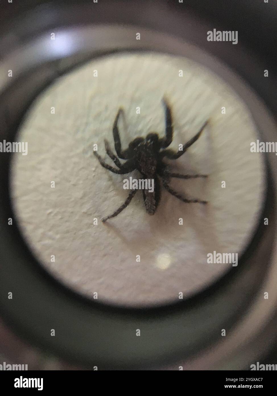 California Flattened Jumping Spider (Platycryptus californicus Stock ...