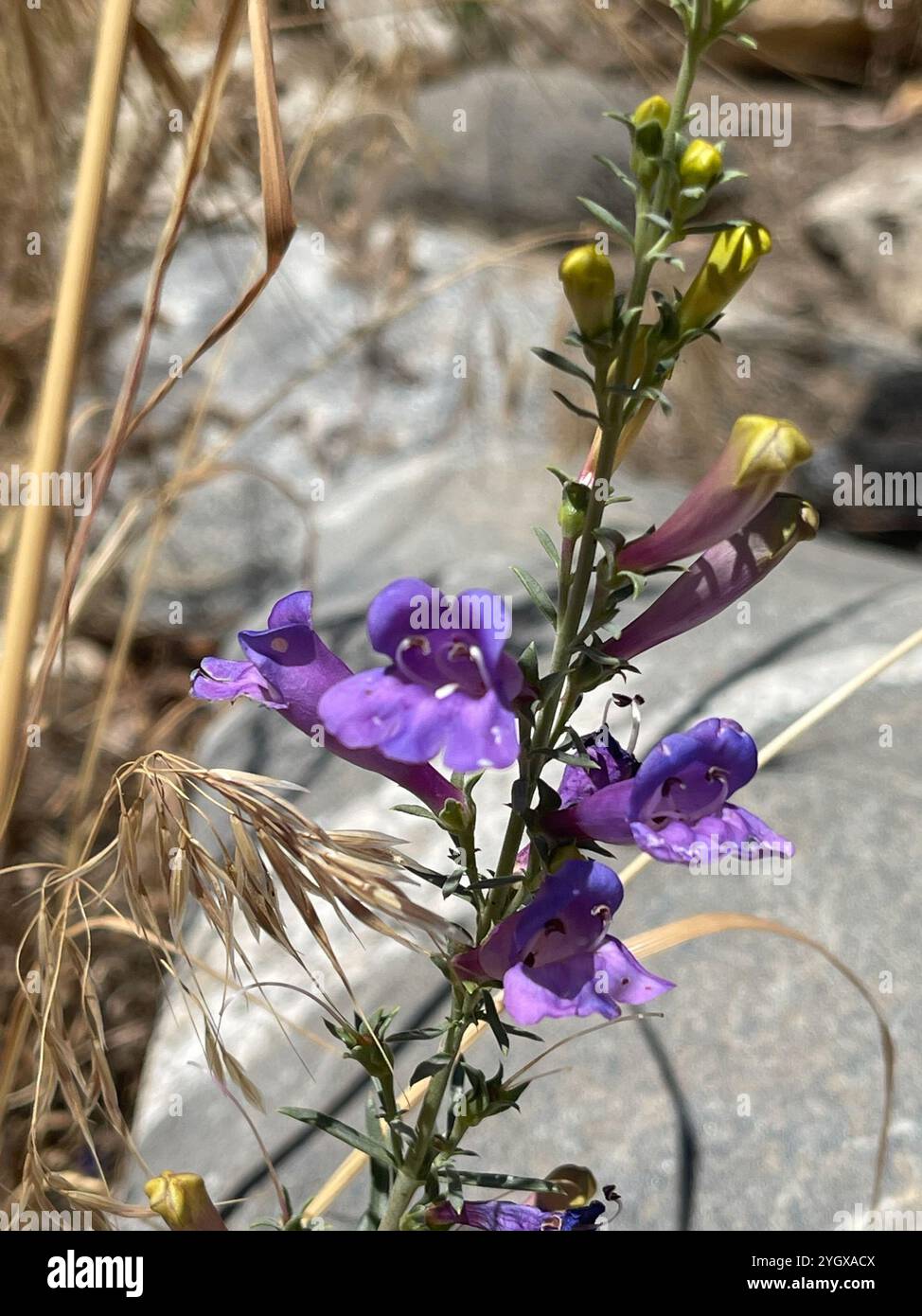 Bunchleaf Penstemon (Penstemon heterophyllus Stock Photo - Alamy