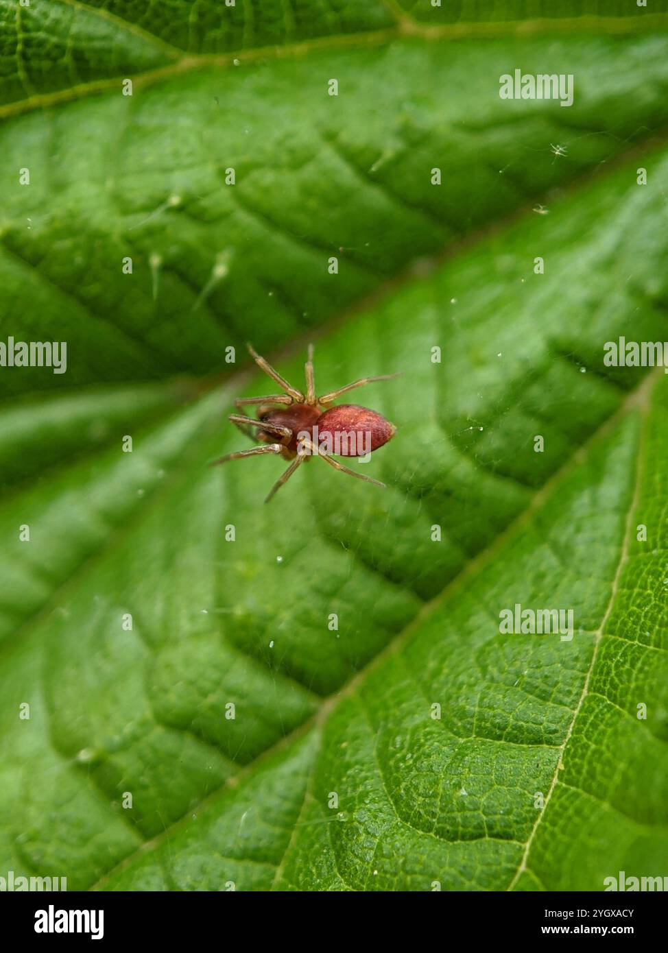 Bleeding Heart Spider (Nigma puella Stock Photo - Alamy
