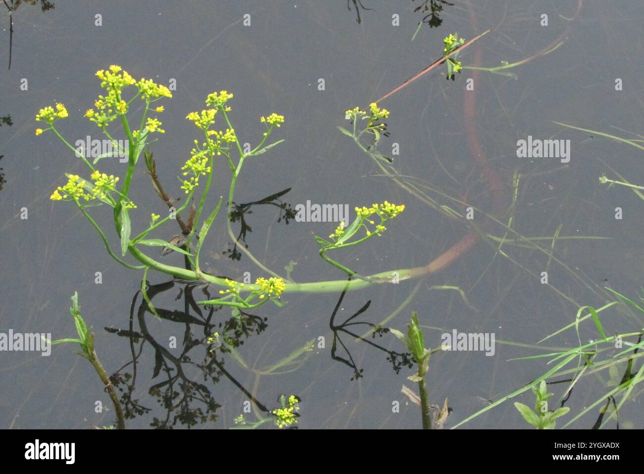 Amphibious Yellowcress (Rorippa amphibia Stock Photo - Alamy