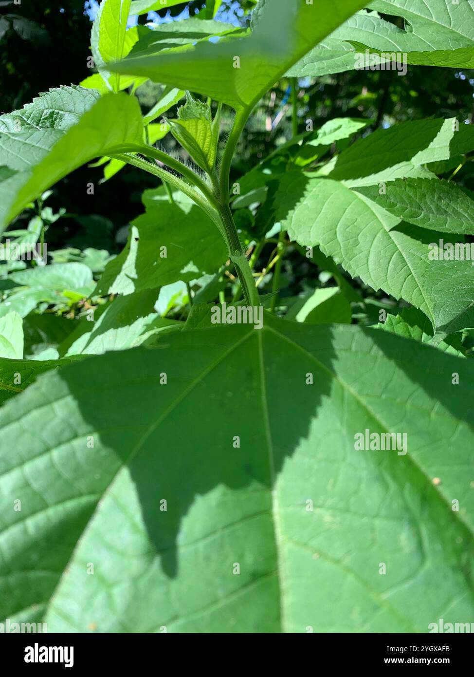 giant ragweed (Ambrosia trifida Stock Photo - Alamy