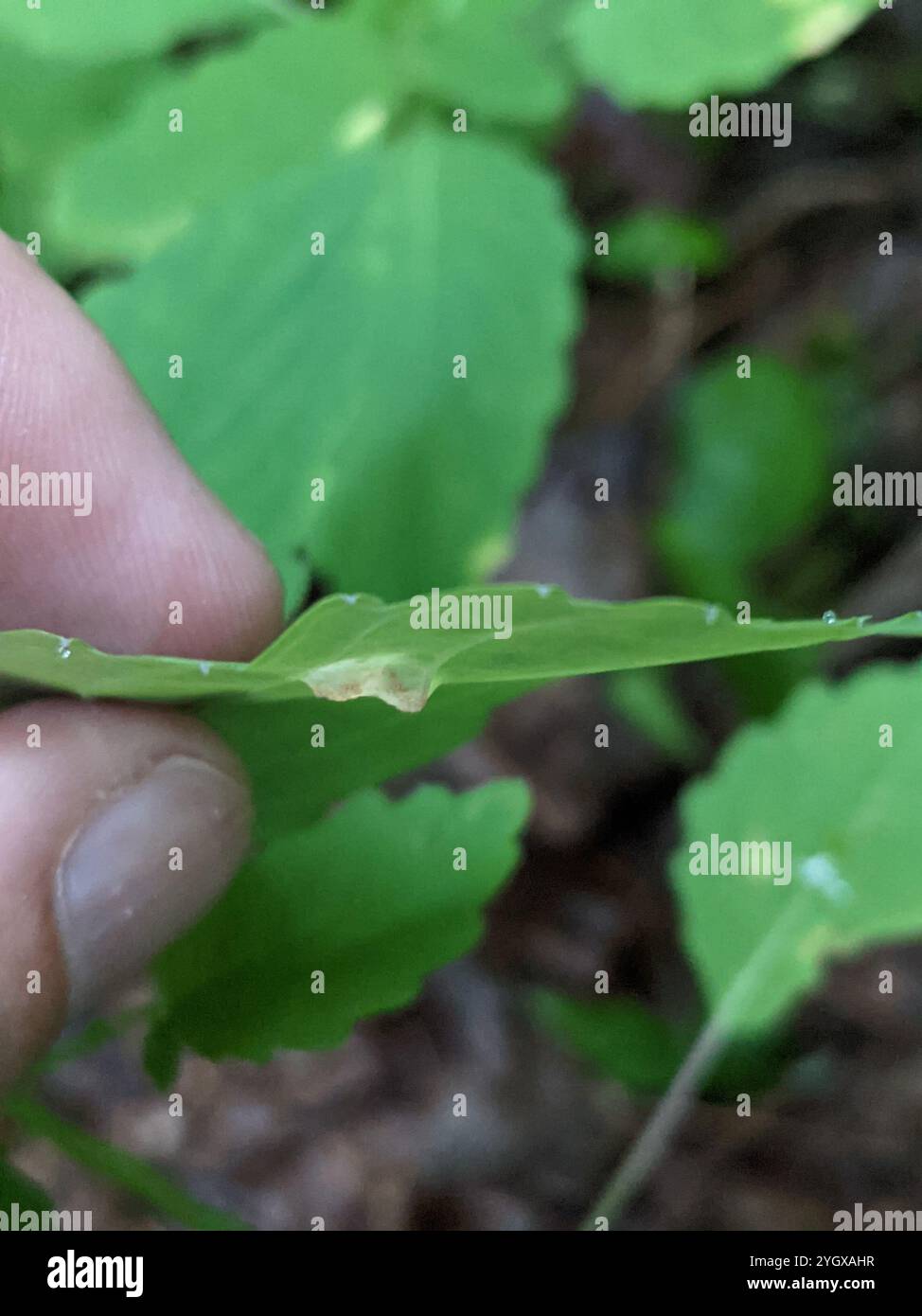 Winged and Once-winged Insects (Pterygota Stock Photo - Alamy