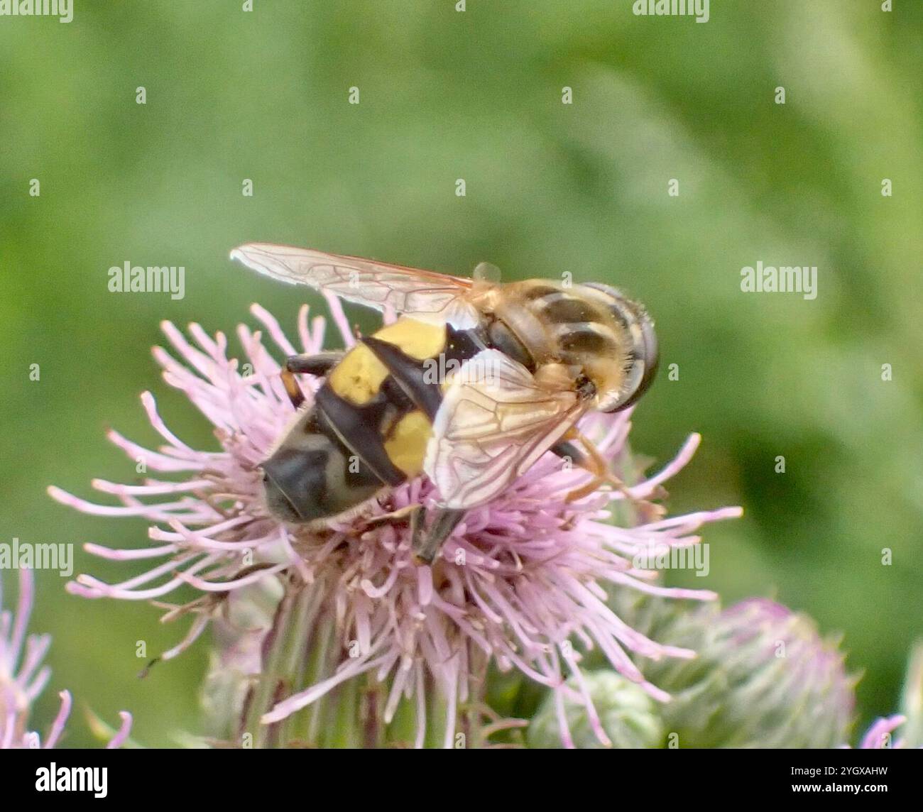 Trivittate Marsh Fly (Helophilus trivittatus Stock Photo - Alamy