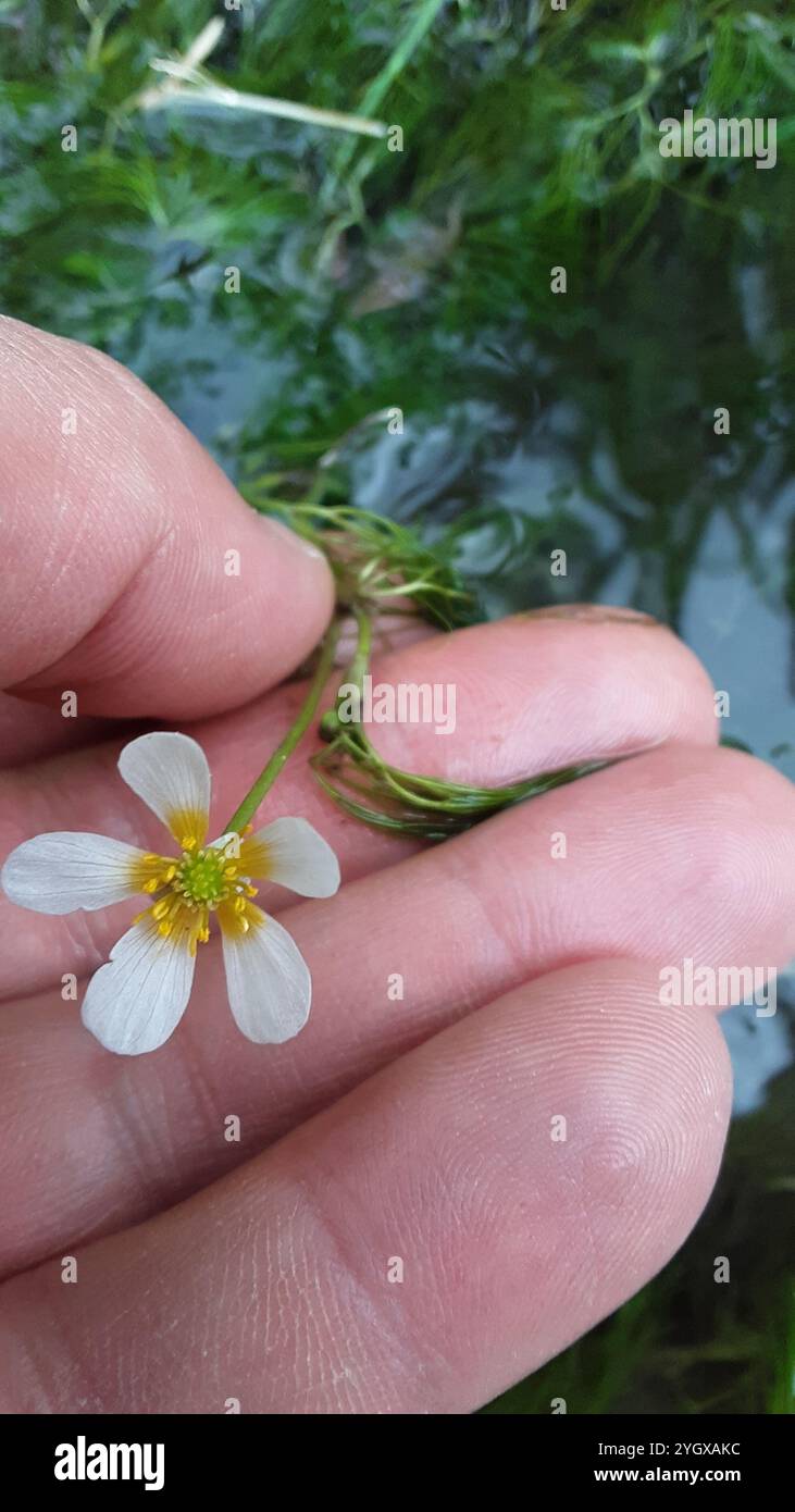common water-crowfoot (Ranunculus aquatilis Stock Photo - Alamy