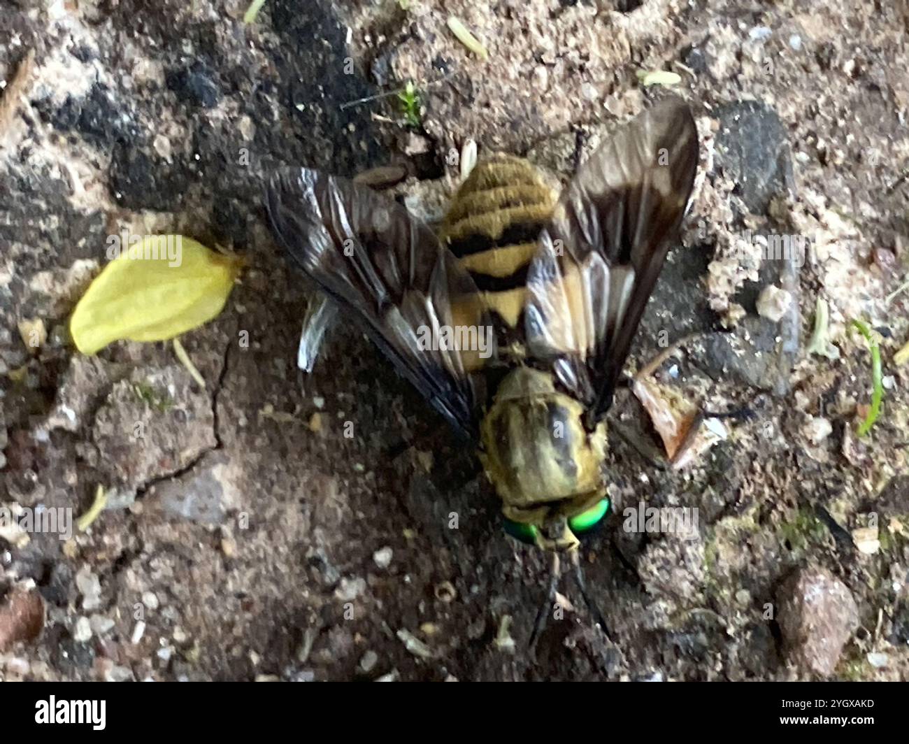 Twin-lobed Deer Fly (Chrysops relictus Stock Photo - Alamy