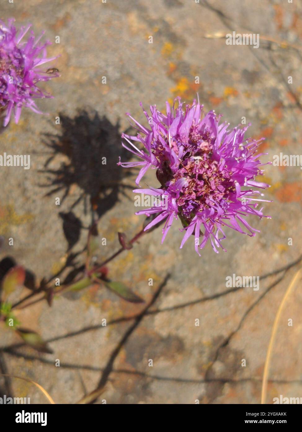 serpentine monardella (Monardella purpurea Stock Photo - Alamy