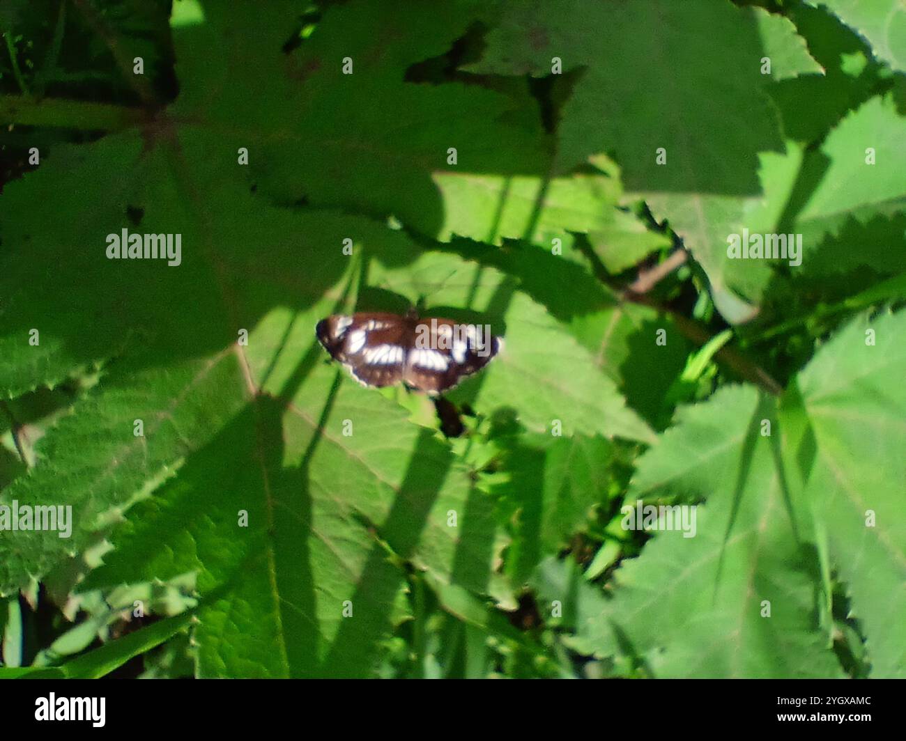 Hungarian Glider (Neptis rivularis Stock Photo - Alamy